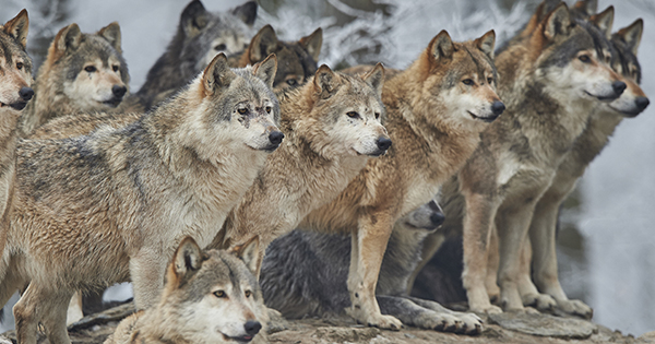 Order tickets for the 2025 BC Trappers Raffle | Raffle Nexus